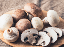 株式会社WESCON | 世界のキノコを日本に届ける