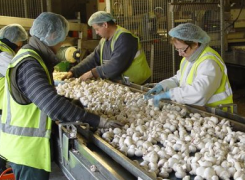 株式会社WESCON | 世界のキノコを日本に届ける