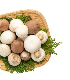 株式会社WESCON | 世界のキノコを日本に届ける