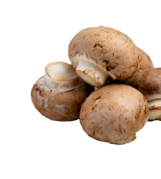 株式会社WESCON | 世界のキノコを日本に届ける